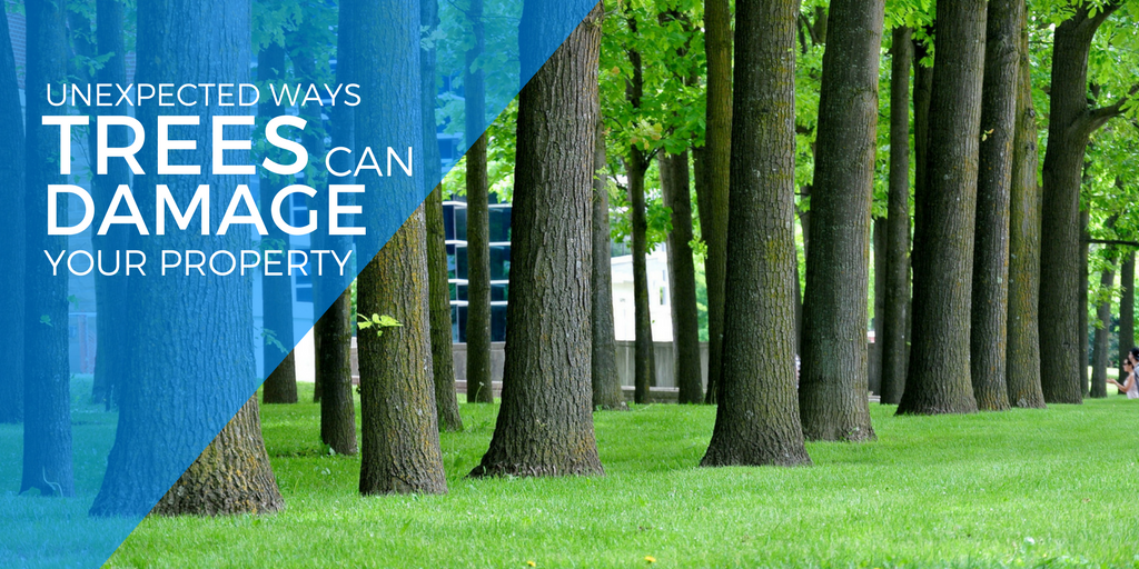 Unexpected Ways Trees Can Damage Your Property