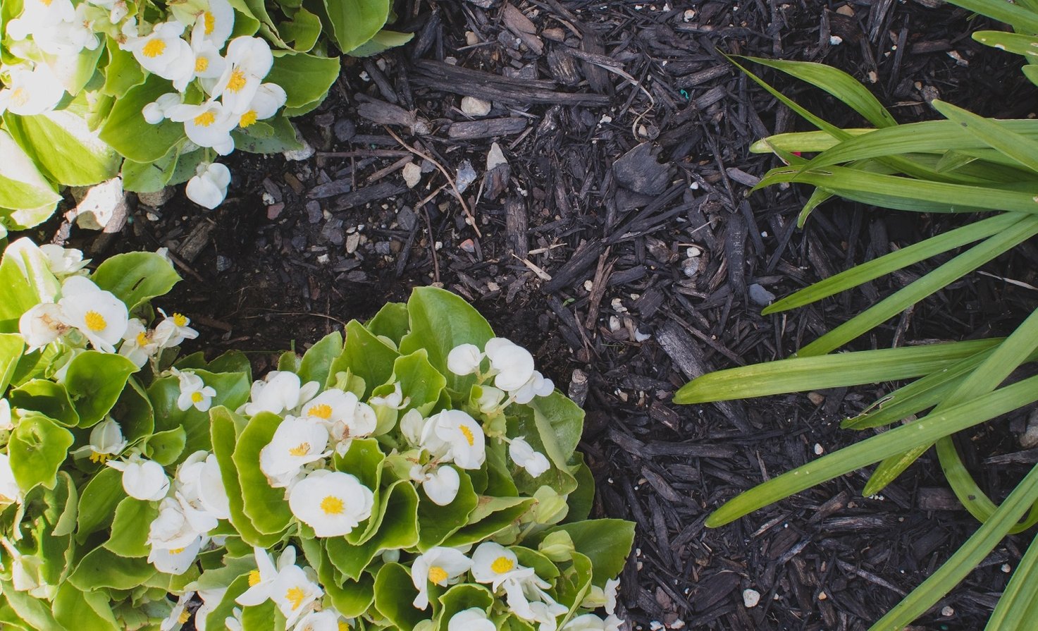 Commercial Landscape Mulch Types | Schill Grounds Management