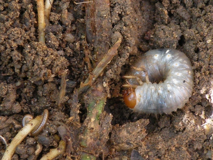 Preventive Or Curative: When To Apply Grub Control?